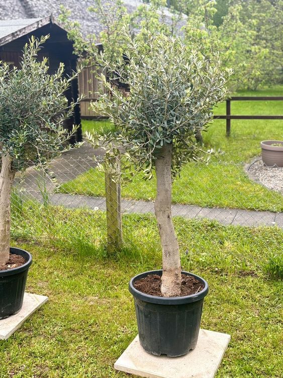Sonderverkauf Olivenbaum winterhart ca. 1,70m (Gebraucht) in Riedt b. Erlen für CHF 169 – nur ...