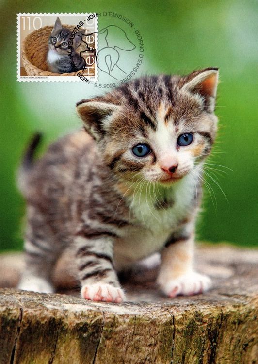 Maximumkarte Süsse Tiere - Katze (Neu (gemäss Beschreibung)) in Dottikon für CHF 4 – mit ...