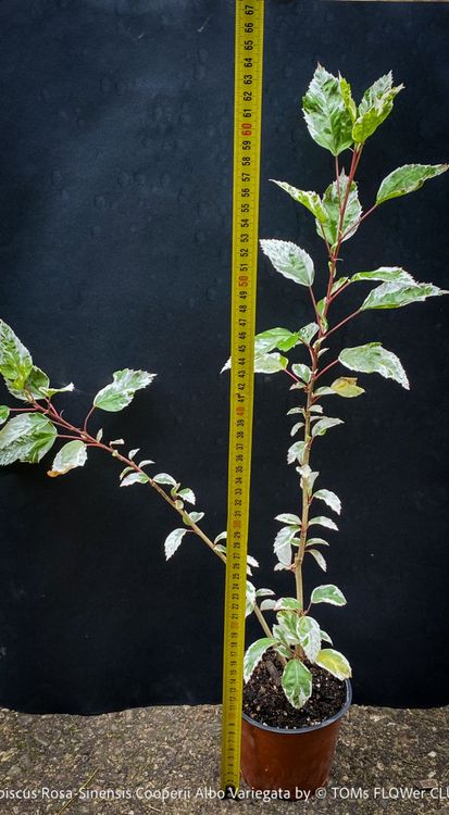 Hibiscus Rosa-Sinensis Cooperii Albo Variegata - 100% Bio (Neu und ...