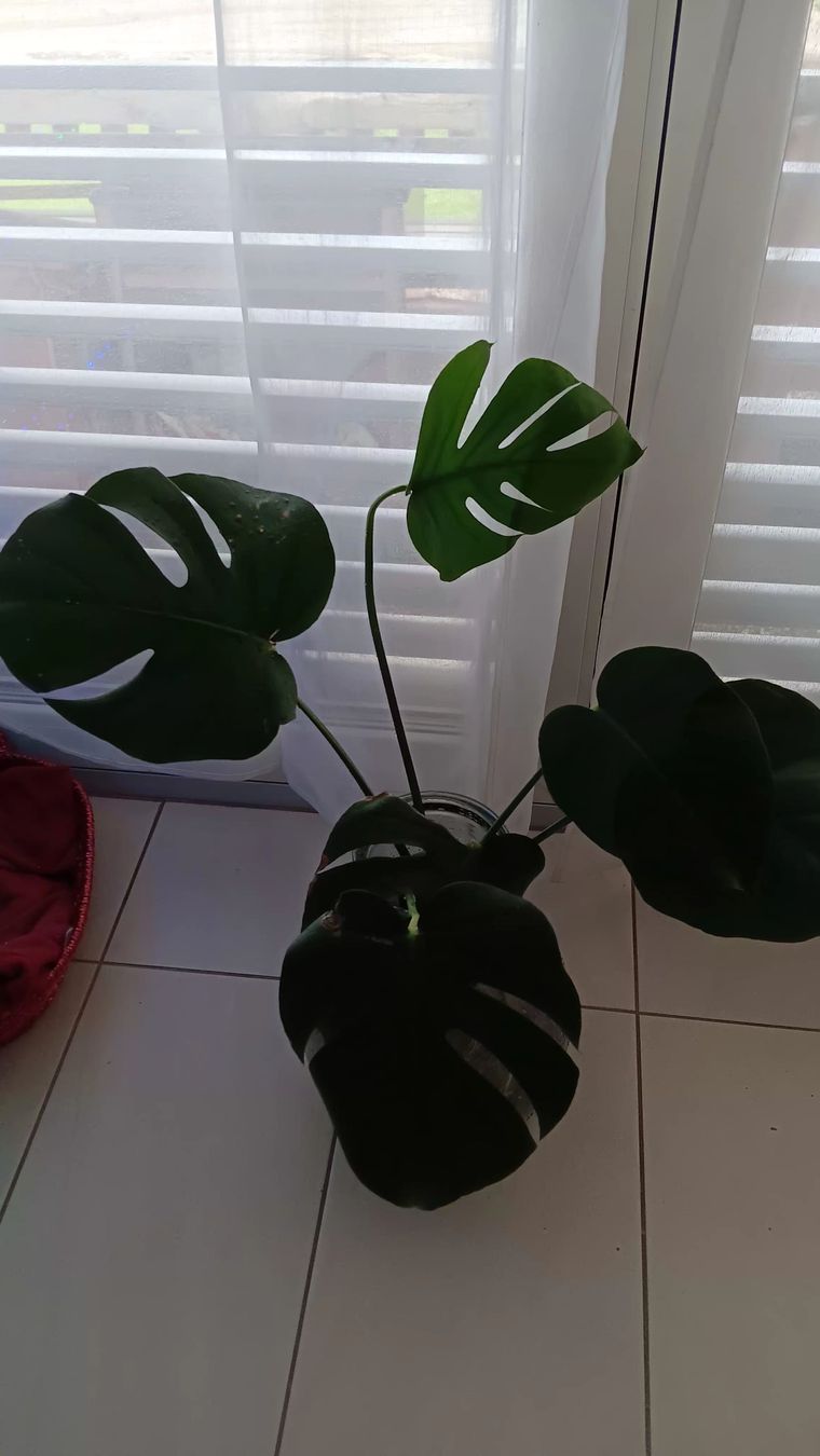 Monstera Deliciosa: Porta un Tocco di Natura in Casa! (Nuovo (secondo ...