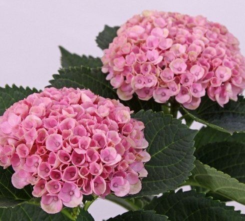 Hydrangea Magic Revolution Pink 50cm Apartment Hortensie (Neu und ...