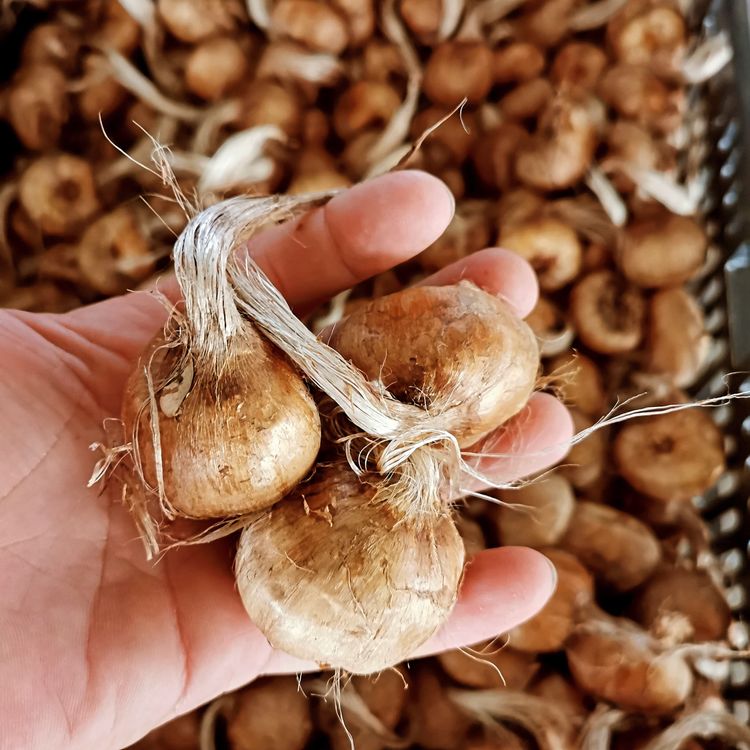 Bulbes de crocus sativus pour la récolte du safran (Neu (gemäss ...