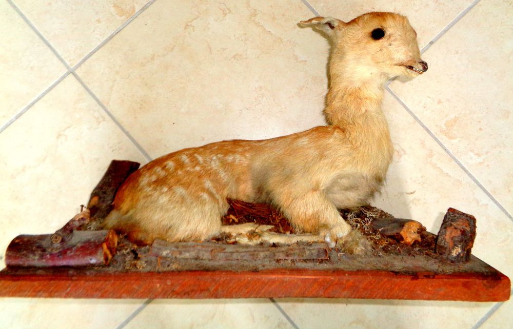 TOP !! Präparat,Tierpräparat , Rekitz , Reh L47×T22×H30 cm (Gebraucht ...