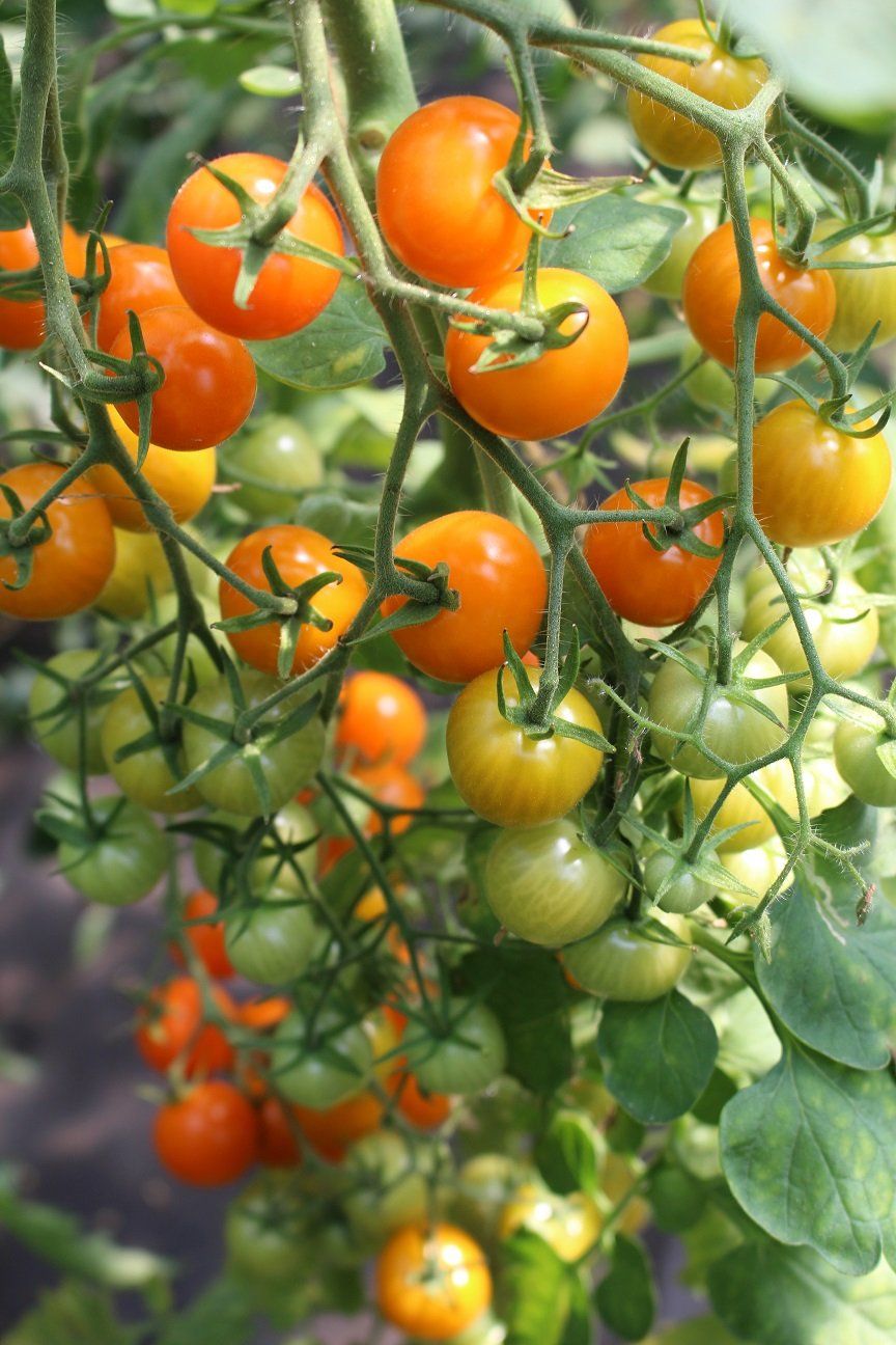 Tomate Goldita, sehr robust, ️🧡 7 Bio Sam. (Neu und originalverpackt ...