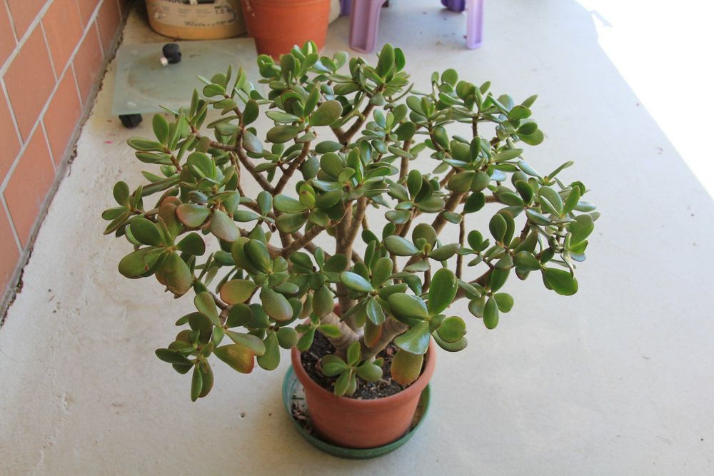 Geldbaum, crassula ovata | Kaufen auf Ricardo