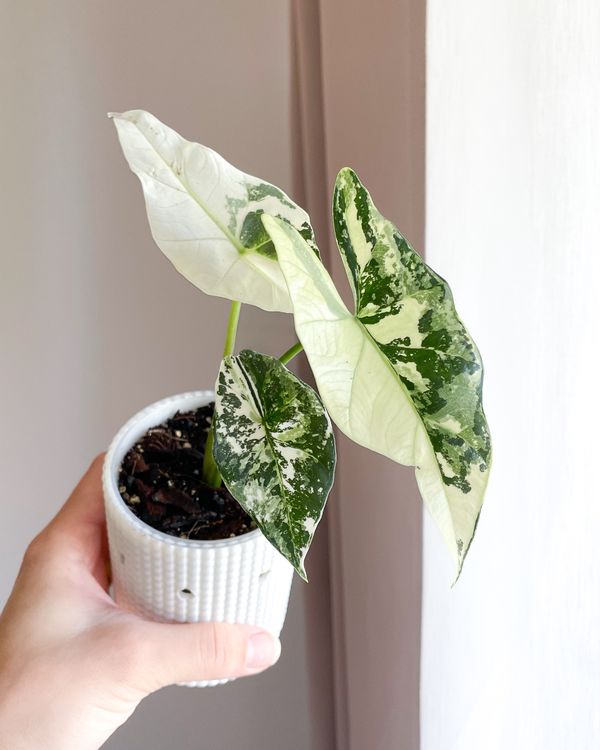 Alocasia Simpo Albo Variegata (Neu (gemäss Beschreibung)) in Seuzach für CHF 150 – mit Lieferung ...