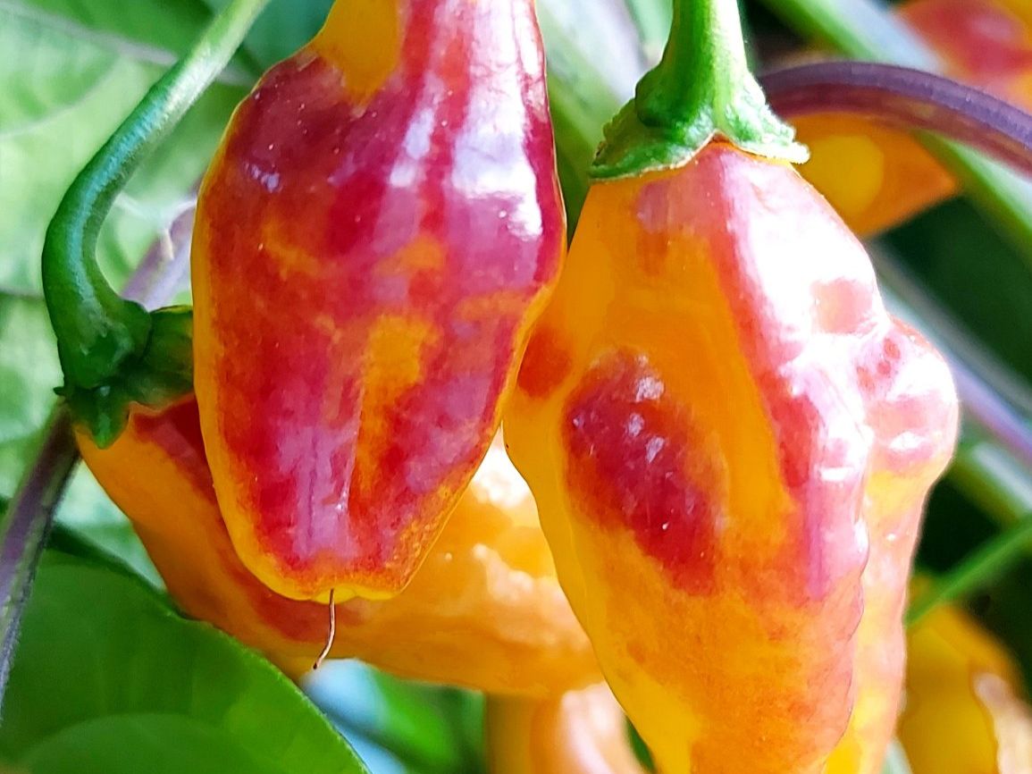 🔥 Chili - Bolivian Bumpy (Schärfe 9-10), 5 Samen (Neu und ...