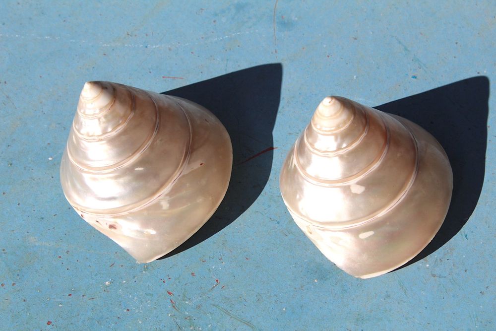 2 Meeresschnecken : Perlmutt Trochus Pyramis, (Gebraucht) in La Chaux ...