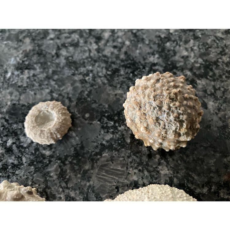 Versteinerte Seeigel Set B- Ware Fossilien Versteinerung (Gebraucht) in ...