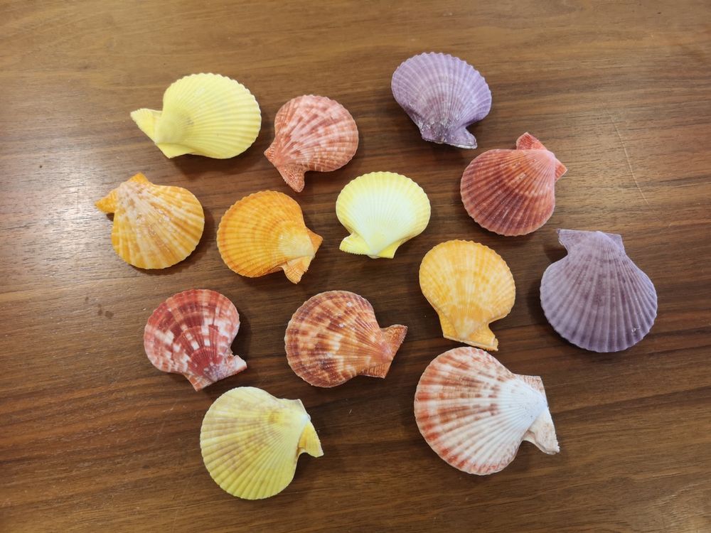 PilgerMuschel Bunte Muscheln 6-7cm Pecten maximus Cebu Shell (Neu ...