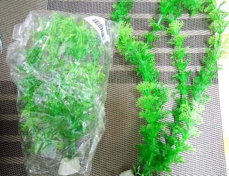 10x langen Pflanzen für Aquarien - Plante aquarium (Neu und originalverpackt) in Bremblens für ...