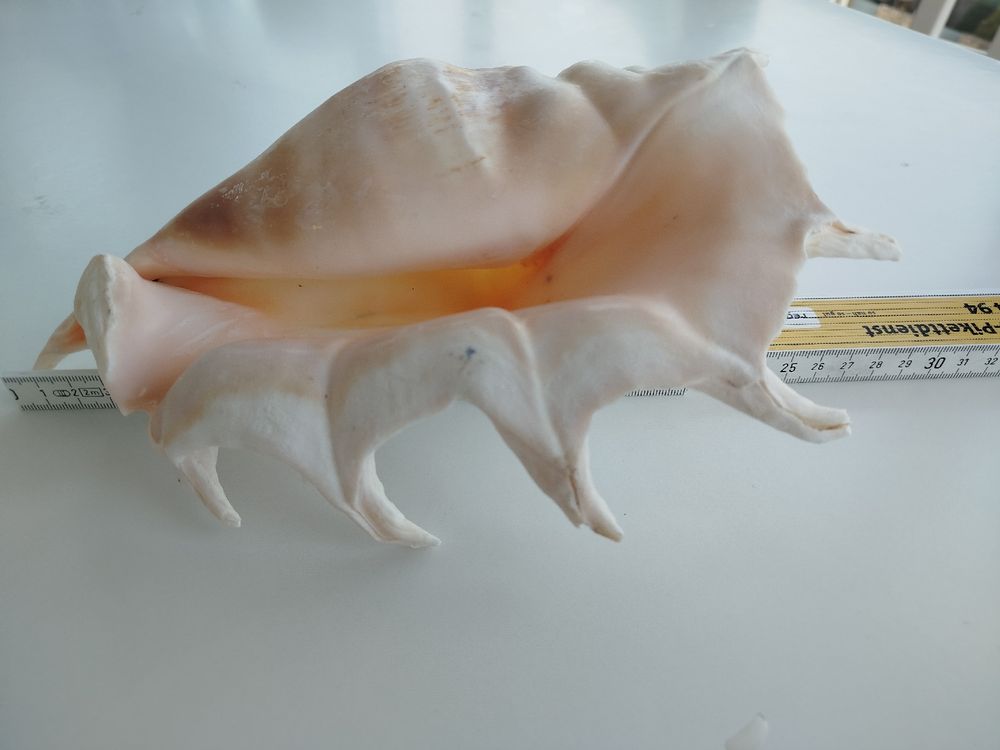 große exotische Muschel (Gebraucht) in Derendingen für CHF 29 – mit ...