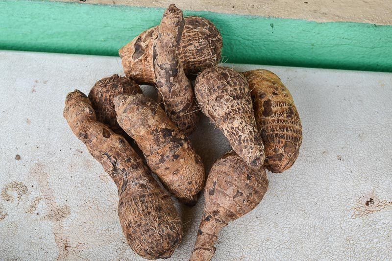 Xanthosoma sagittifolium MALANGA COMESTIBLE 2x | Kaufen auf Ricardo
