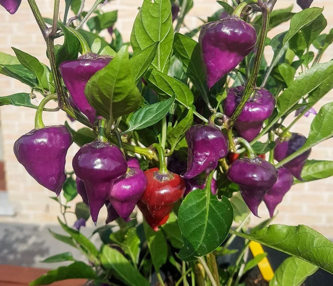 Purple Ufo Hot Pepper - Capsicum Annuum - 10 Samen (Neu und ...