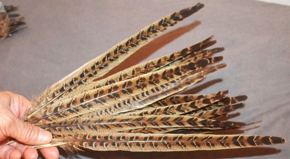 Deko Federn 720 – 30 bis 35 cm – Weiblicher Fasan - 20 Stück | Kaufen ...