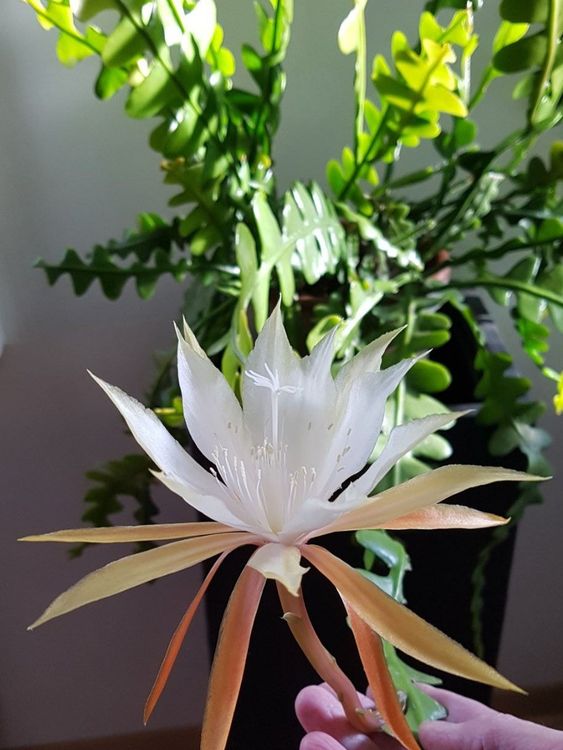 Blattkaktus Epiphyllum angulier Zickzackcactus1 Blatt unbew. | Kaufen ...