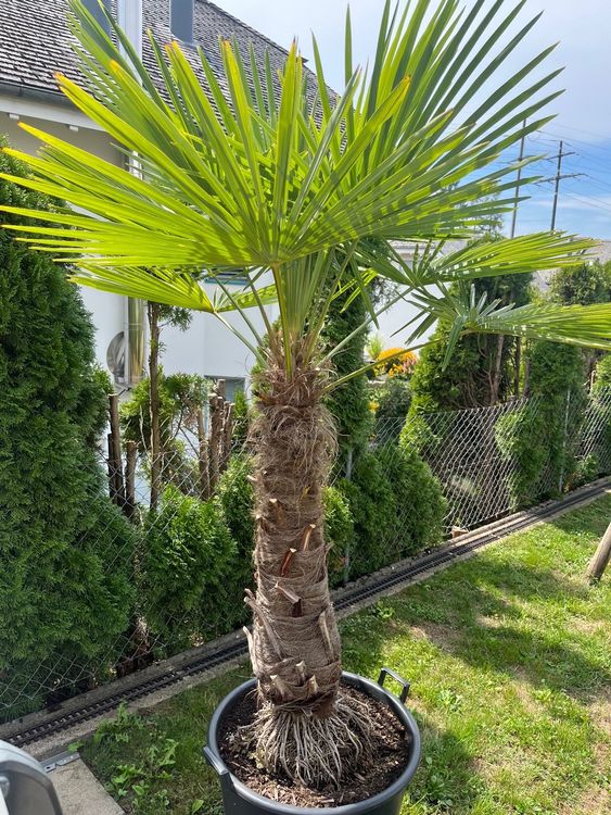 Palme aus eigener Zucht | Kaufen auf Ricardo