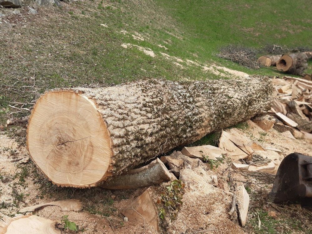 Esche Stamm Eschenholz Esche-Braunkern | Kaufen auf Ricardo