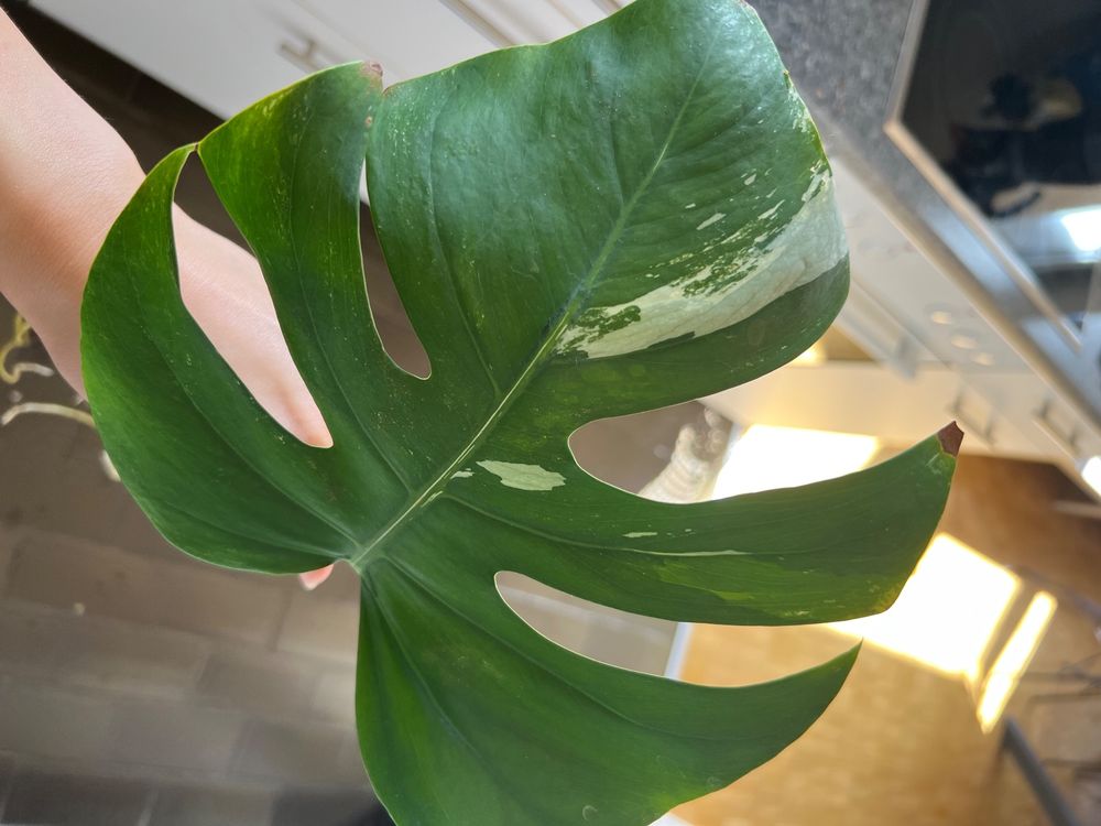 Monstera Variegata | Kaufen auf Ricardo