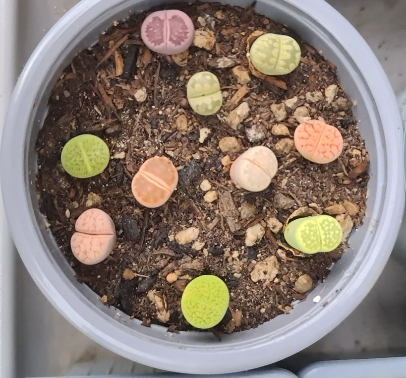 Lithops Mix, Lebende Steine, 10 Stück (Gebraucht) in Uerkheim für CHF ...