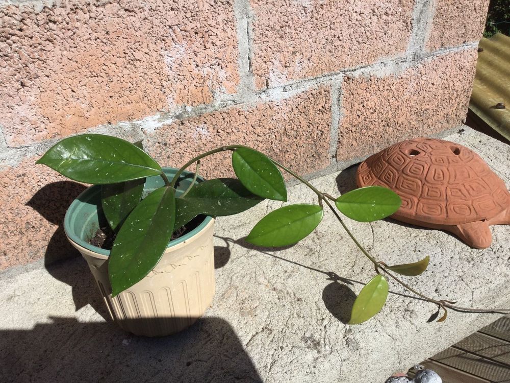 Hoya carnosa | Kaufen auf Ricardo