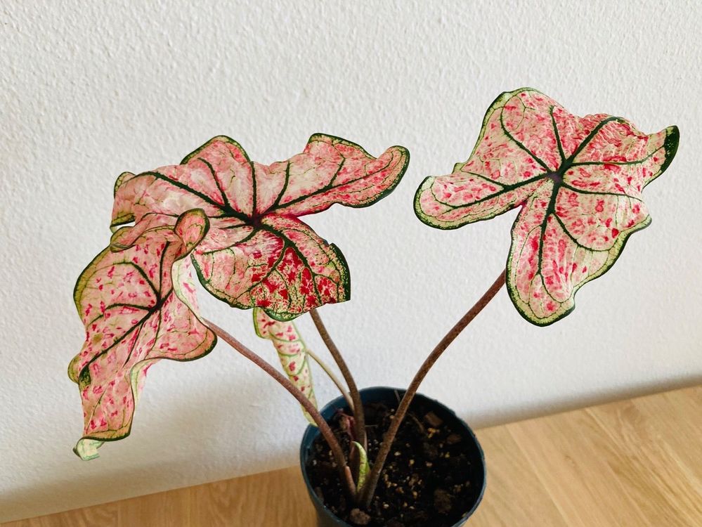 Caladium Sweetheart | Kaufen auf Ricardo