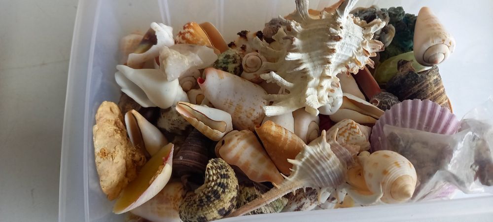 Lot diverser Muscheln als Deko | Kaufen auf Ricardo