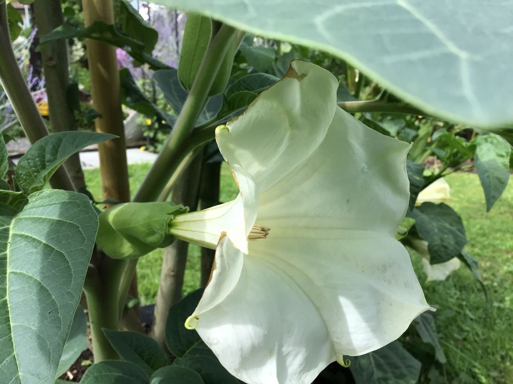 Datura Intoxia (Gebraucht) in seon für CHF 3 – nur Abholung auf Ricardo ...