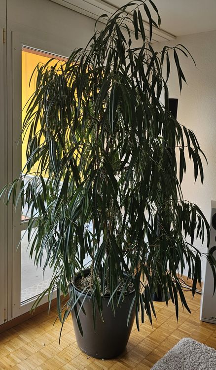grosser langblättriger Ficus in Lechuza-Topf (Gebraucht) in Dietlikon ...