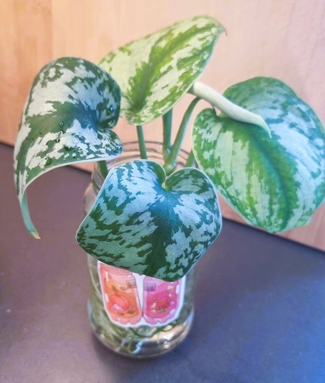 Scindapsus pictus Efeutute 3 Stecklinge (Gebraucht) in Zürich für CHF 8 ...