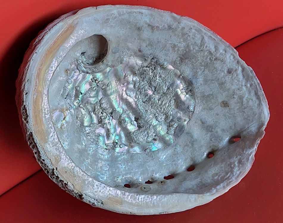 Robuste Riesen-Muschel ca. 15x12x4 cm / Gewicht : 138 gr. (Gebraucht ...