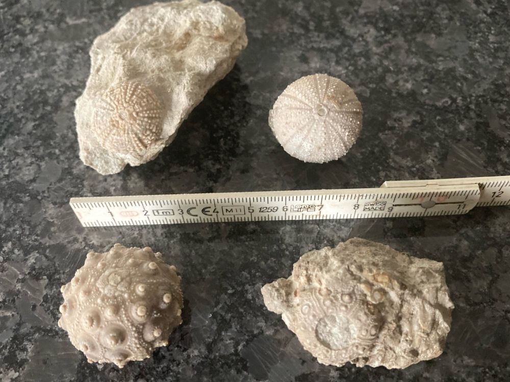Set versteinerte Seeigel Fossilien Versteinerung (Gebraucht) in Abtwil ...