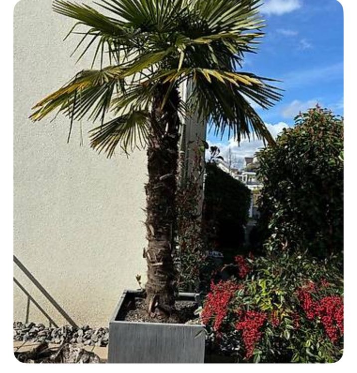 Grosse, winterharte Palme im Topf - Gartengestaltung 🌴 (55) (Neu ...