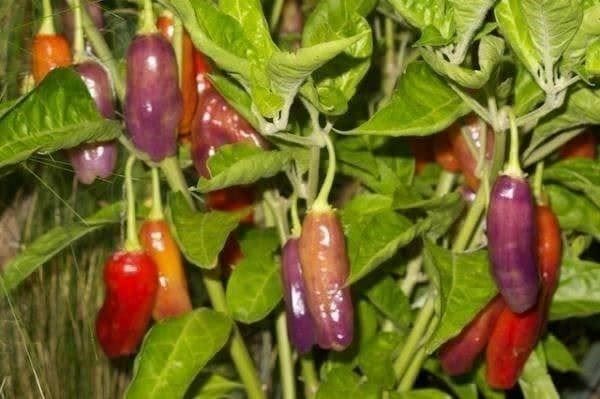 Piment aji Violet ( RARE PIMENT ) 10g (Neuf (Voir description)) à ...