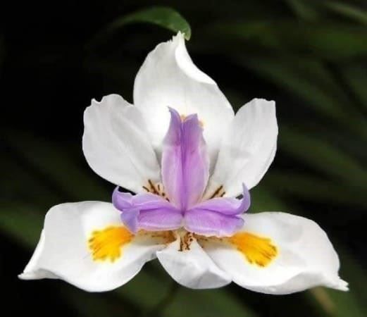 Iris d'Afrique du Sud SUPERBE FLEUR ! 5g (D'occasion) à Bremblens pour ...