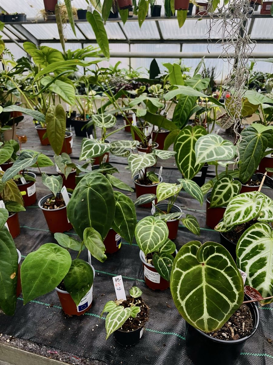Ecuador Sammlung: Zimmerpflanzen Raritäten Packet 🌿 (Neu (gemäss ...