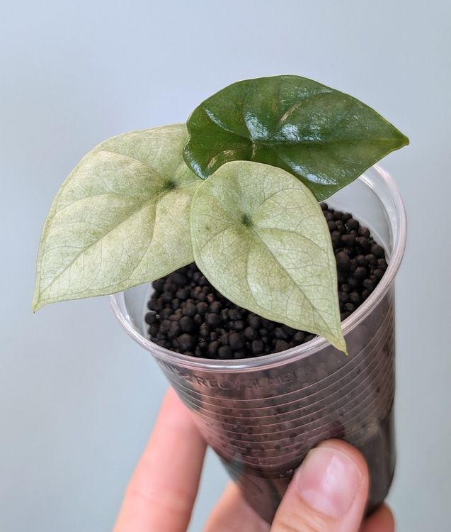 Alocasia Sinuata Mint Variegata | Kaufen auf Ricardo