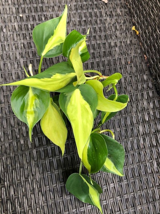 Epipremnum, Scindapsus Brasil | Kaufen auf Ricardo