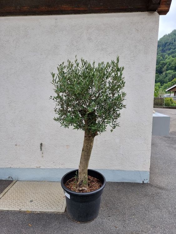 Olivenbaum winterhart | Kaufen auf Ricardo