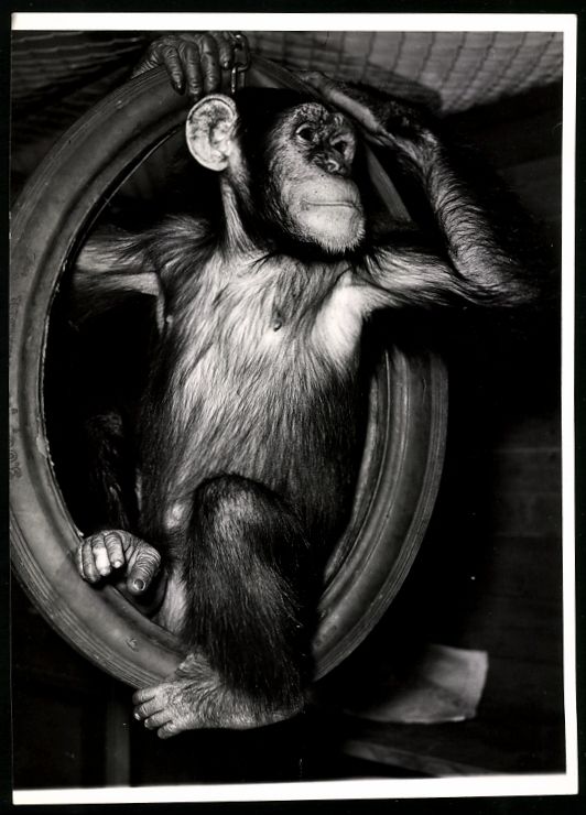 Fotografie junger Schimpanse hält im Re (Gebraucht) in Berlin für CHF ...