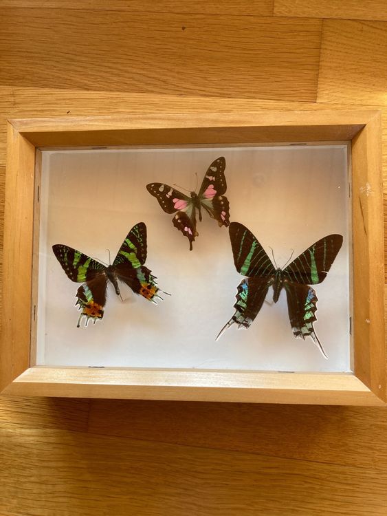 Echte Schmetterlinge hinter Glas (Gebraucht) in Reitnau für CHF 32 – mit Lieferung auf Ricardo ...