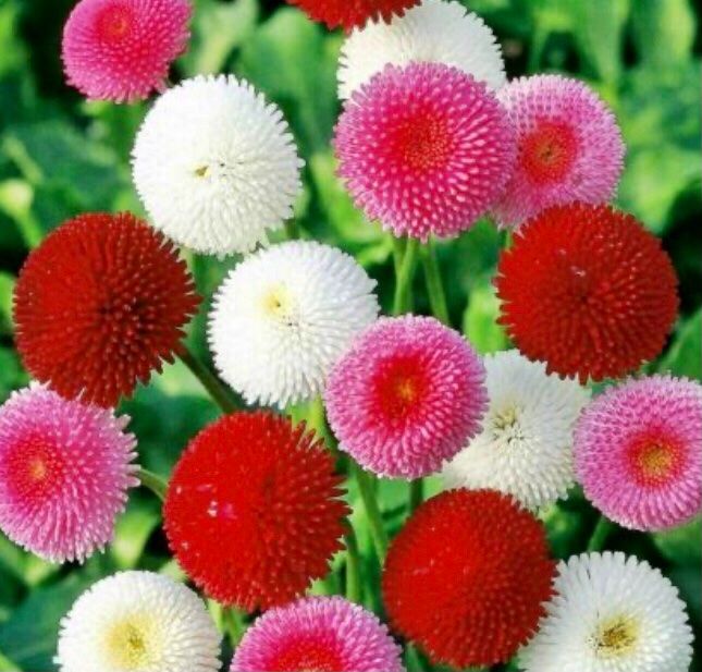 100 samen MIX Gansenblumchen BELLIS PERENNIS 🌸 100 graines (Neu und ...