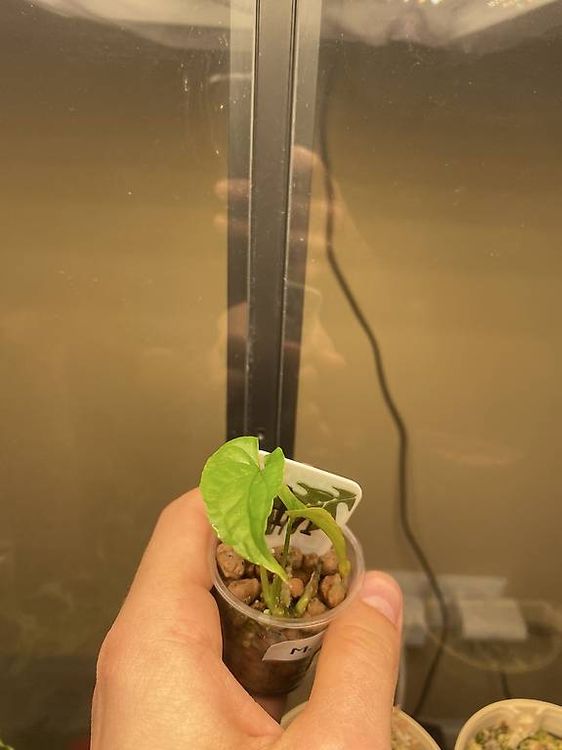 Monstera Membranacea (Gebraucht) in Auenstein für CHF 1 – mit Lieferung ...