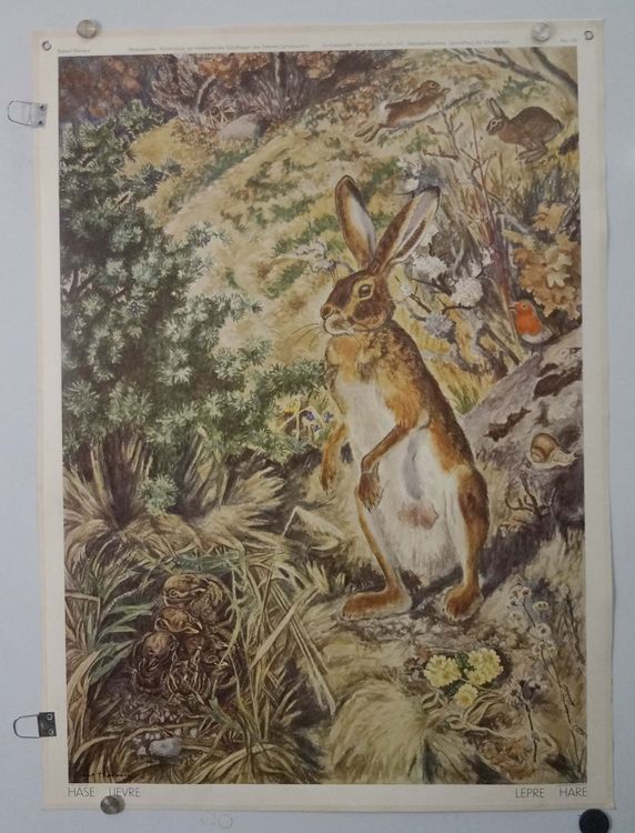 Schulwandbild "Hase", Robert Hainard, Sonderpreis #enge (Gebraucht) in ...