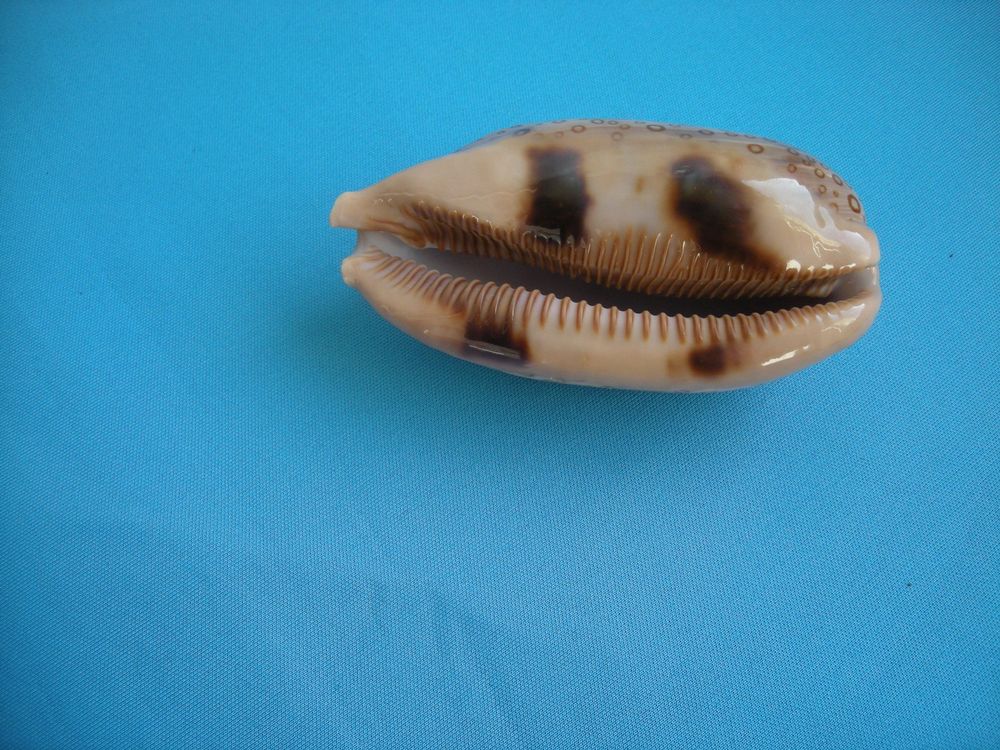 Lange schöne "Cauri-Muschel" in Farbe Braun 9 cm (Gebraucht) in ...