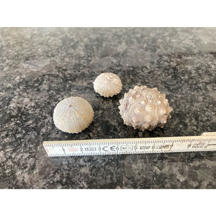 Set Versteinerte Seeigel Fossilien Versteinerung (Gebraucht) in Abtwil ...