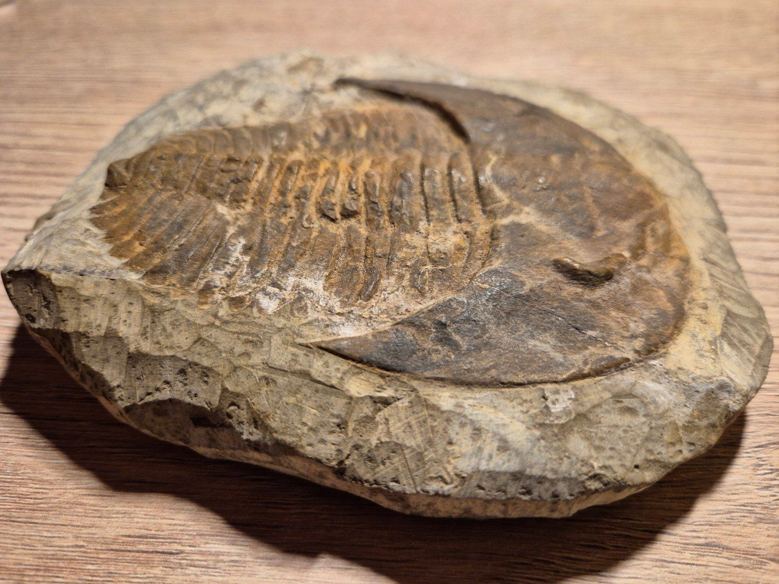 Fossile de trilobite – Paléozoïque – env. 10 cm (Gebraucht) in Sugnens ...