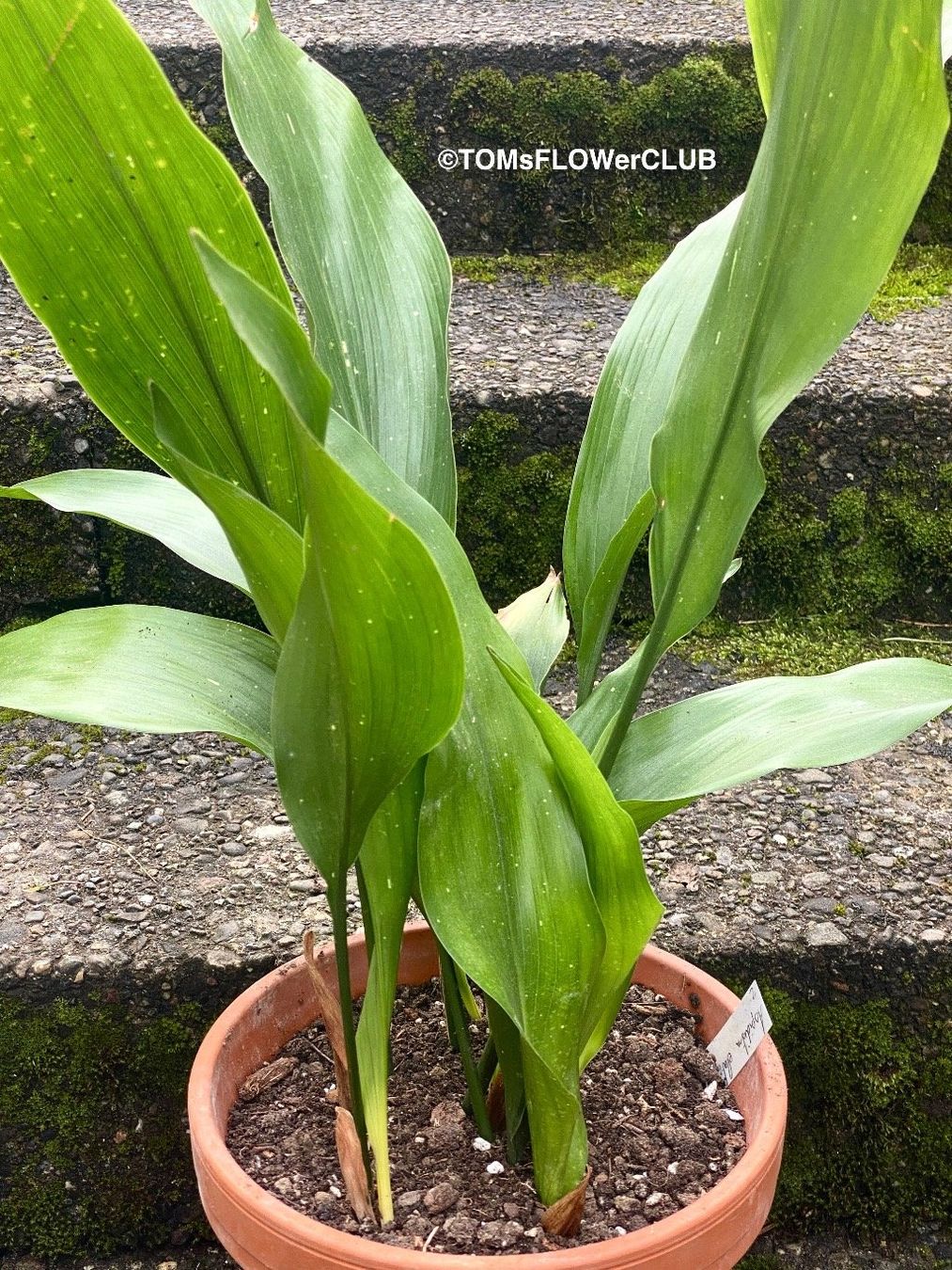 Aspidistra Elatior Hoshi-Zora - Starry Sky Cast Iron Plant (Neu und ...