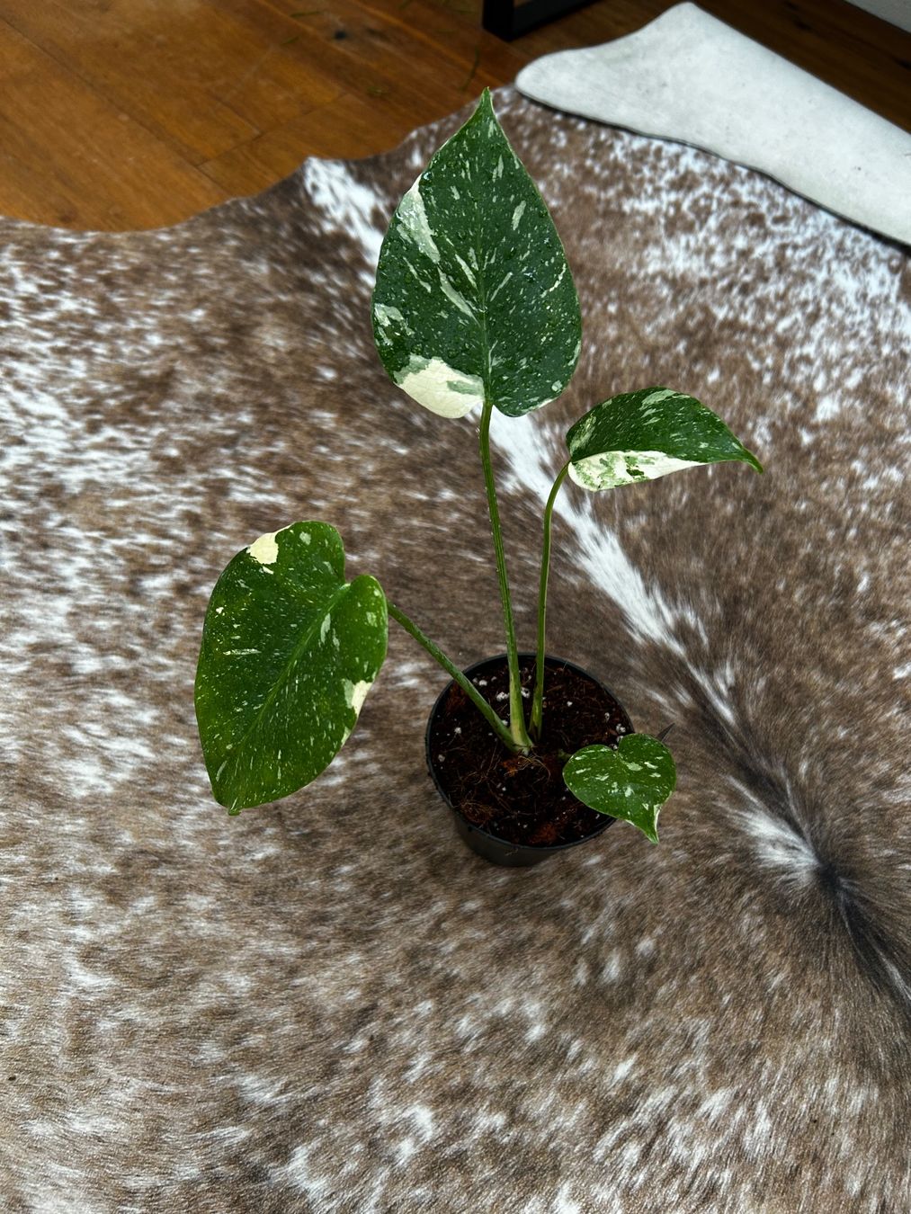 Monstera Thai Constellation💚 (Gebraucht) in Wattwil für CHF 30 – mit ...