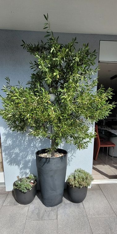 Grosser Baum Im Topf Winterhart